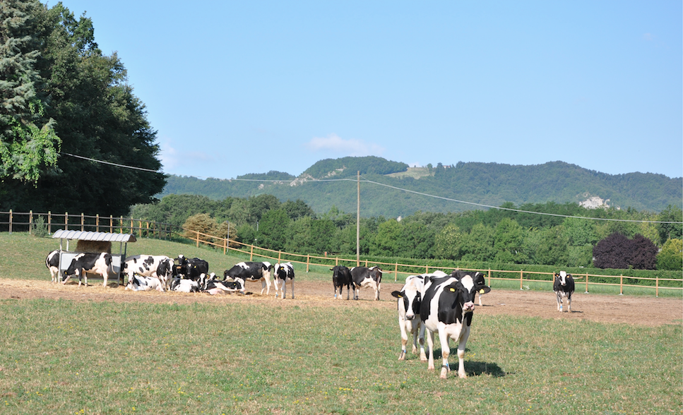 Bando benessere animale: 10 milioni per gli allevatori - AllevaWEB