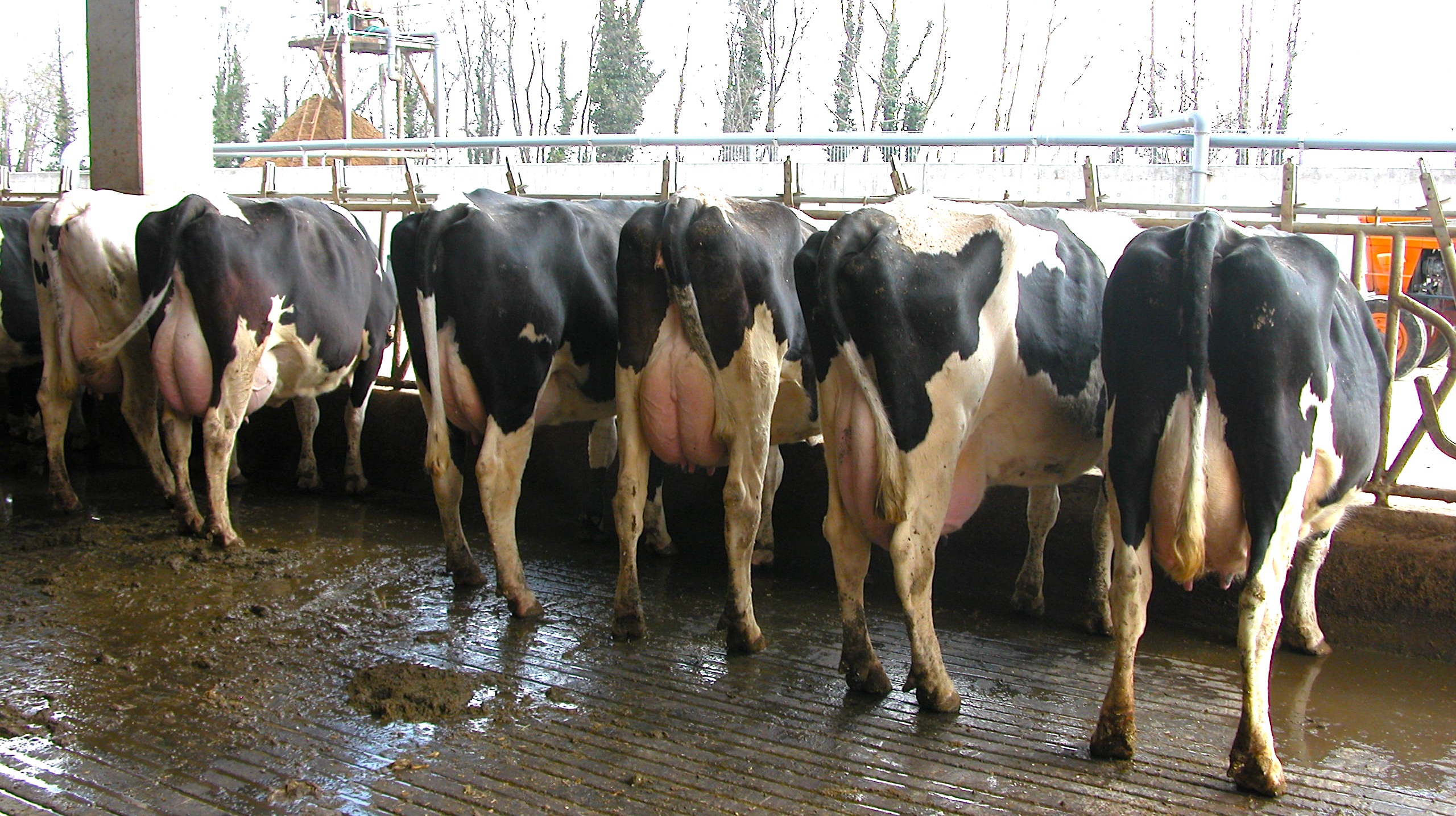 La mastite è anche (o soprattutto?) un problema di benessere animale