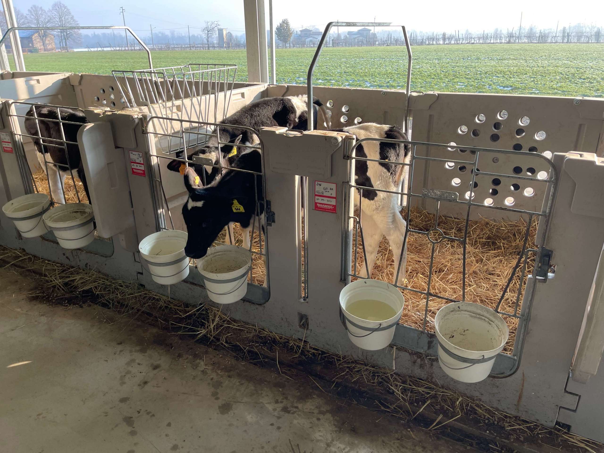 Stabulazione dei vitelli: due meglio che uno?