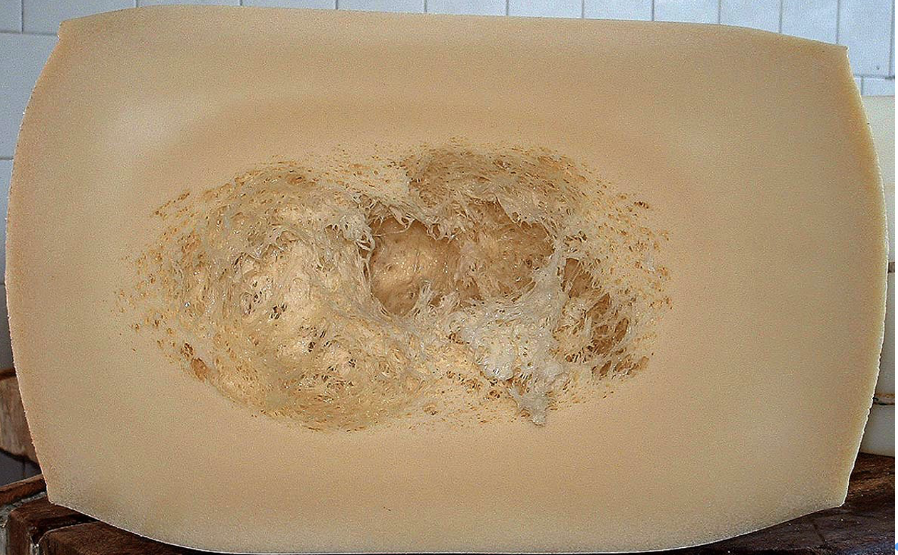 Clostridi, i nemici della caseificazione (2): il gonfiore precoce