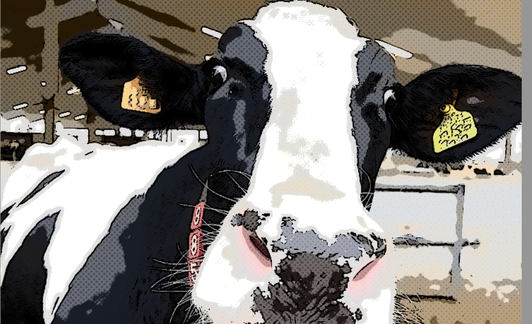 Frisona e Parmigiano Reggiano: si può fare