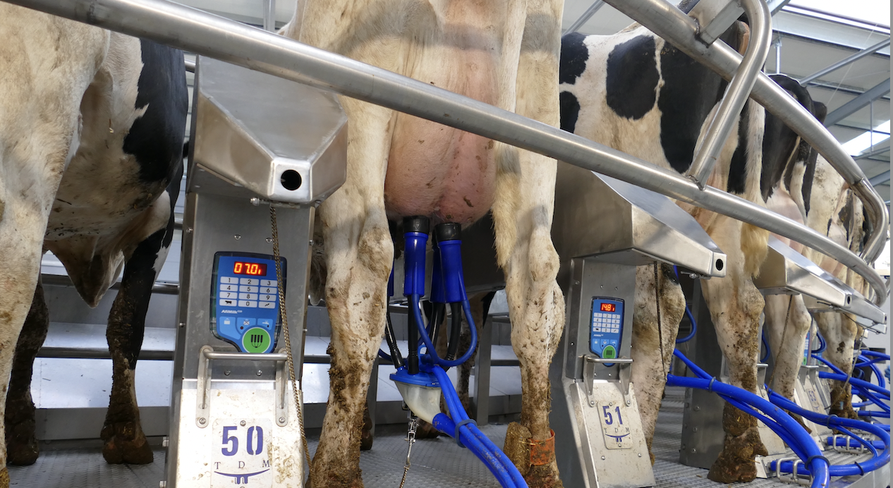 Benessere animale: quali informazioni si possono avere dal latte?
